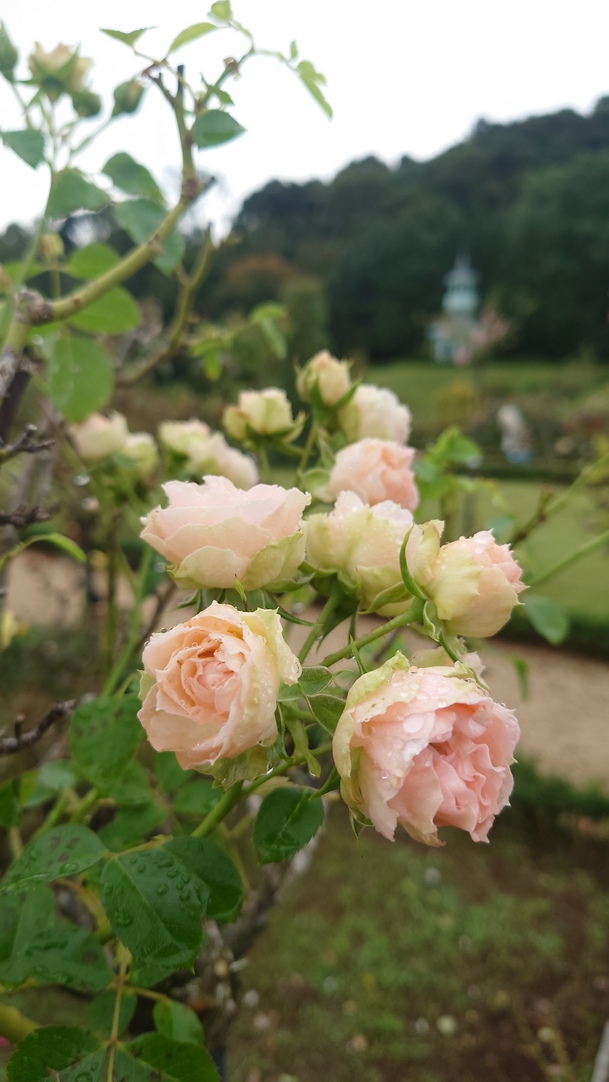 DSC_2974 – 河津バガテル公園